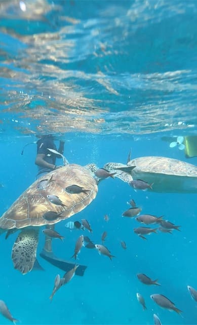 Snorkel and swim with sea turtles | GetYourGuide