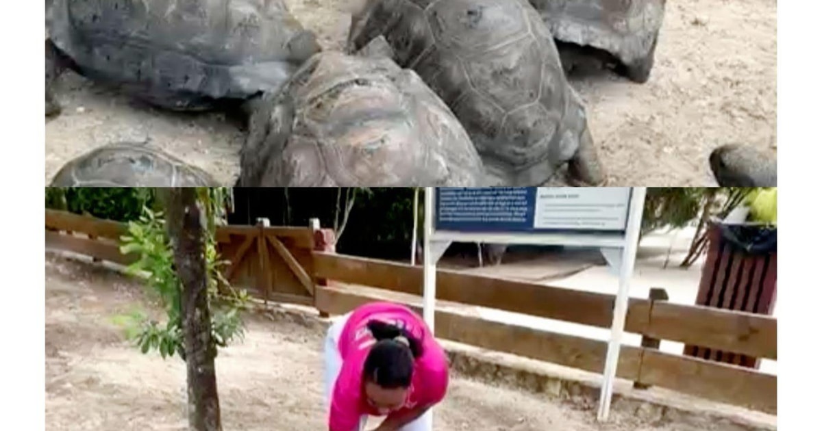 St John's Laviscount Island &Giant Tortoise & Long bay beach | GetYourGuide