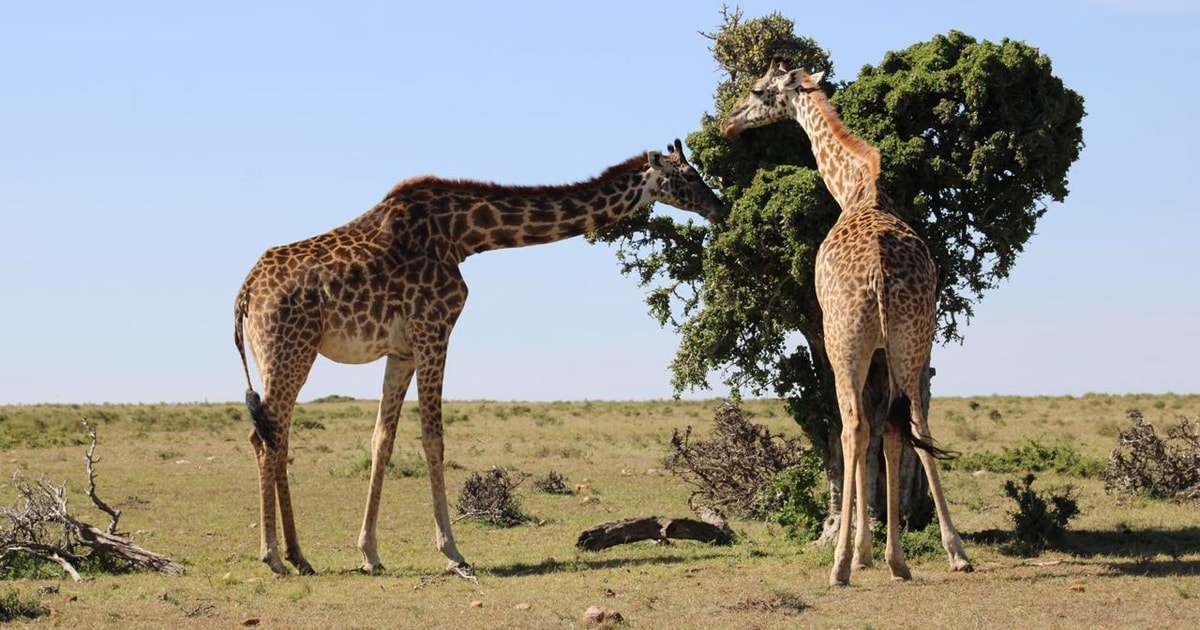 4 zile Parcul Național Murchison Falls Uganda | GetYourGuide