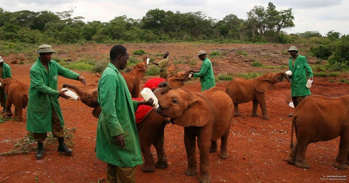 Nairobi: Elephant Orphanage Trust und Giraffe Center Tour | GetYourGuide