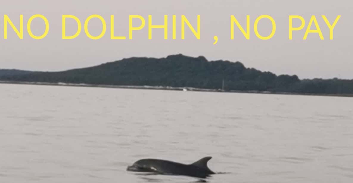 Private Dolphin Tour with Speedboat, no dolphin no pay | GetYourGuide