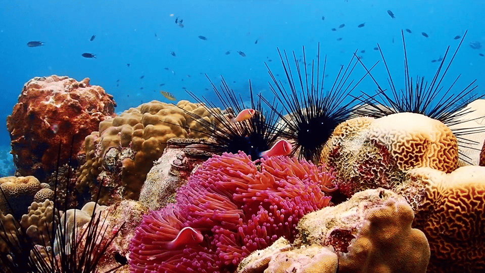 Nemo Island Experience with Drone Photos and Lunch | GetYourGuide