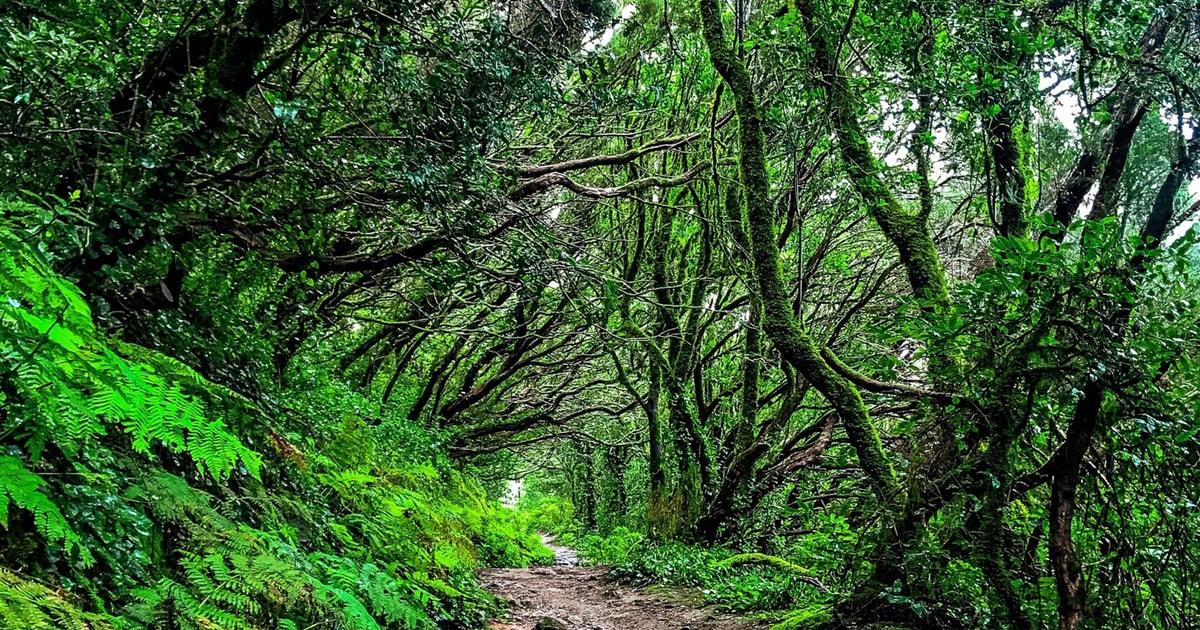 Tenerife: Anaga Rural Park Private Tour | GetYourGuide