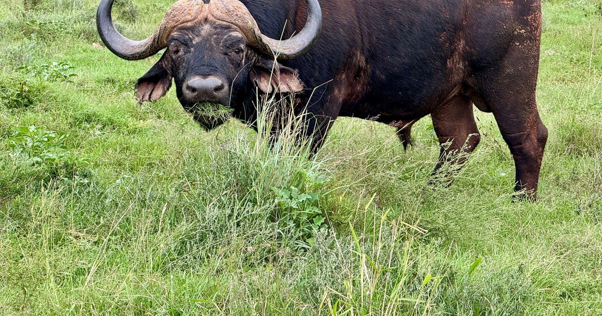 Addo Elephant Park and Schotia Private Game Reserve. | GetYourGuide
