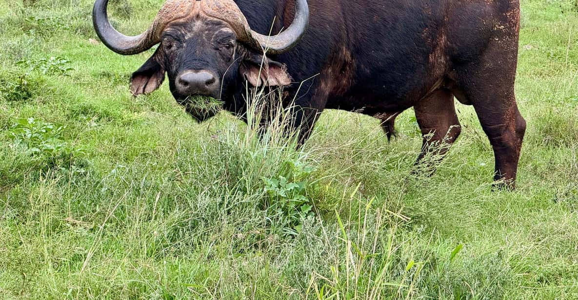 Addo Elephant Park en Schotia Private Game Reserve. | GetYourGuide