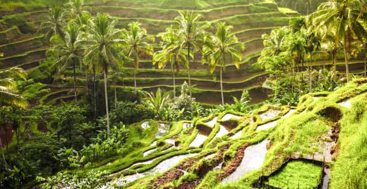Ubud: Monkey Forest, Rice Terraces, Waterfall & Temple | GetYourGuide
