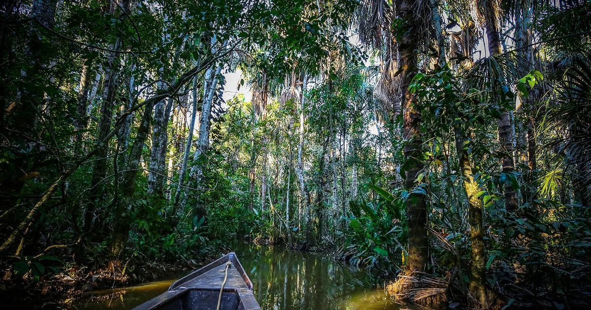 Escapada a la Selva Tropical - 3 Días de Exploración | GetYourGuide