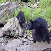 Ketchikan: Alaska Native Cultural and Scenic Shore Excursion - 2026 ...