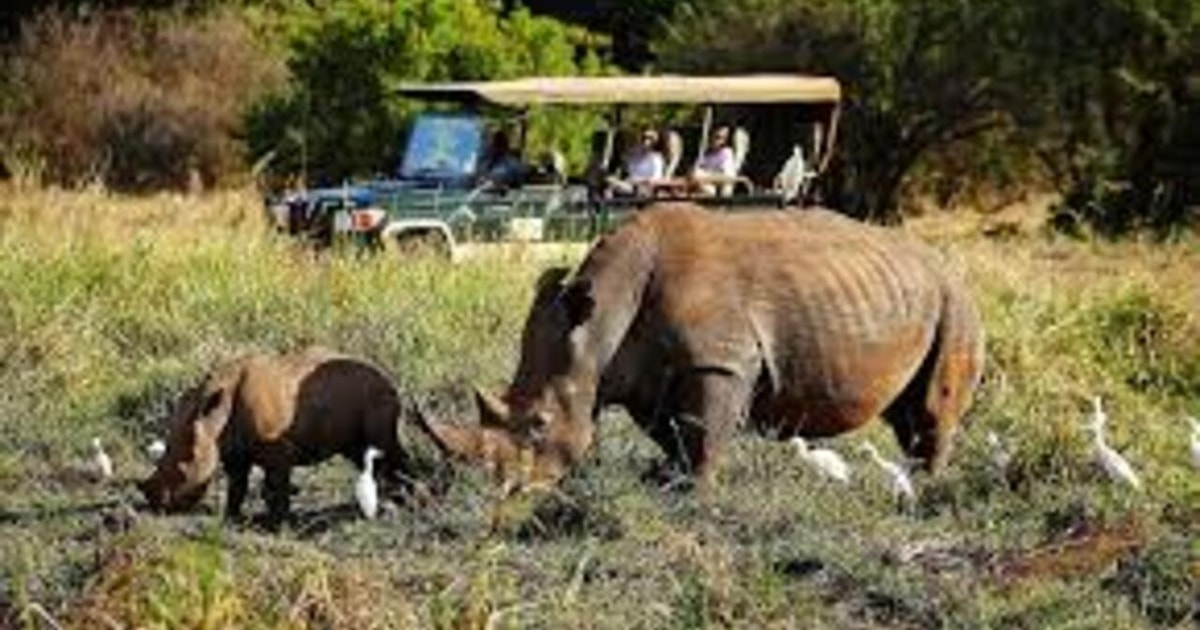 Meru: National Park Game Drive and Sundowner Experience | GetYourGuide
