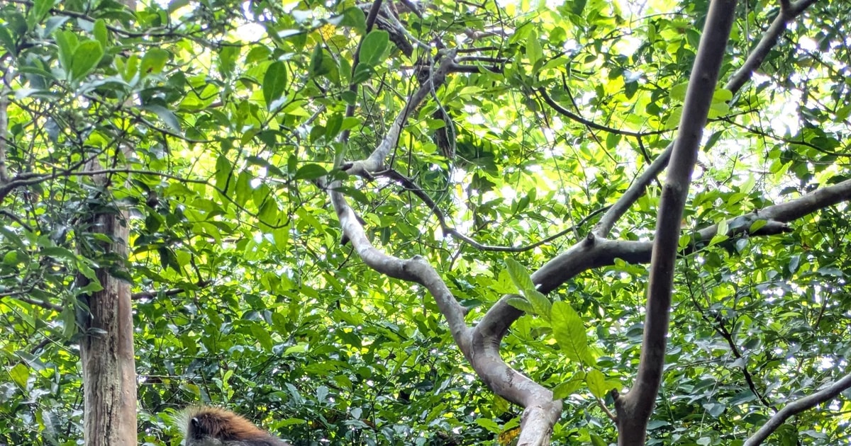 Red Colobus Monkey & Mangrove in Jozan Forest Group Tour 5+ | GetYourGuide