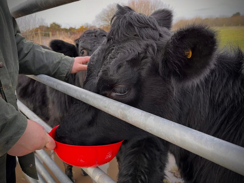 Mini Moos ile tanışın | GetYourGuide