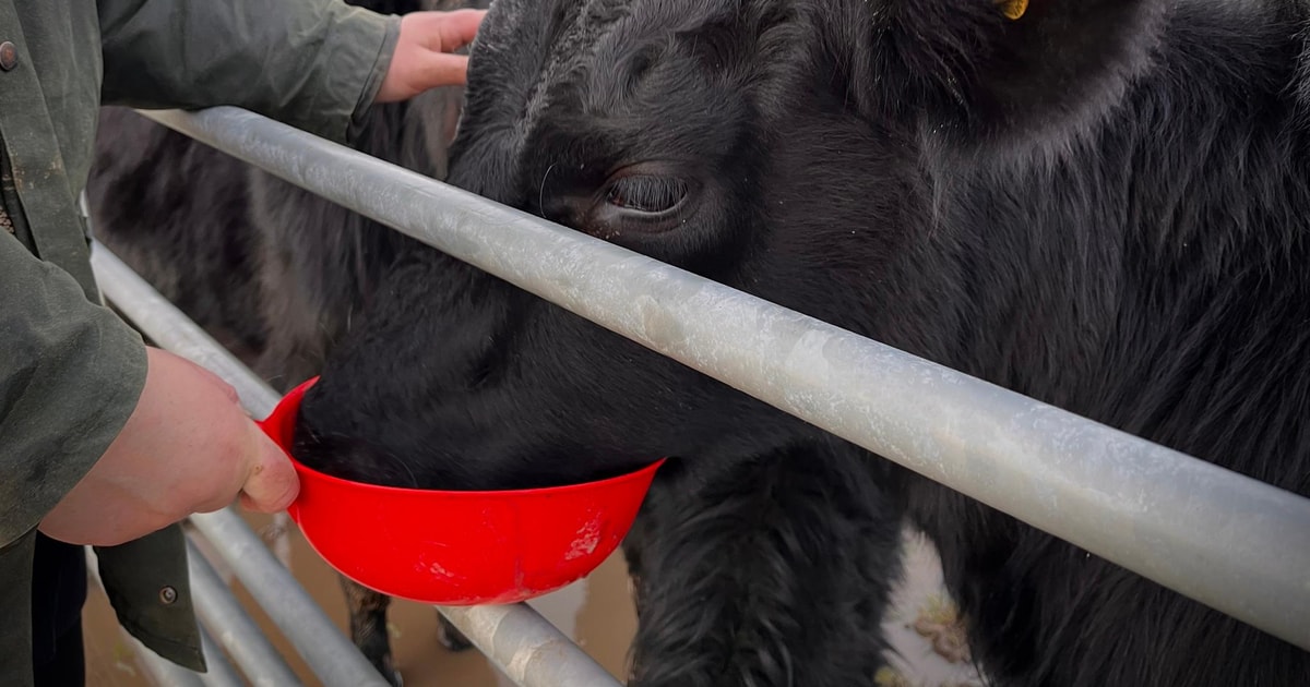 Shropshire: Meet the Mini Moos Cow Cuddling Experience | GetYourGuide