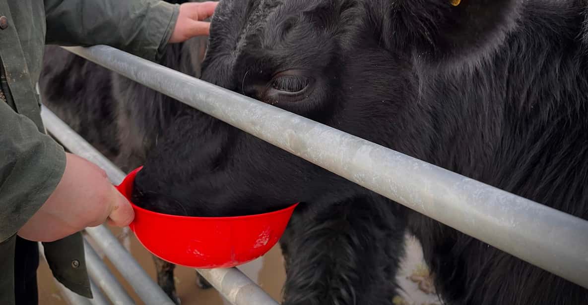 Shropshire: Meet the Mini Moos Cow Cuddling Experience | GetYourGuide