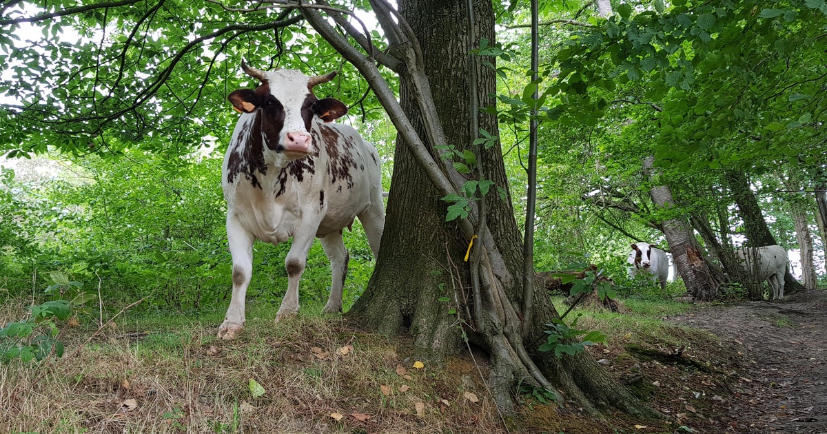 Flemish Ardennes Unveiled: Nature, Culture & Gastronomy | GetYourGuide