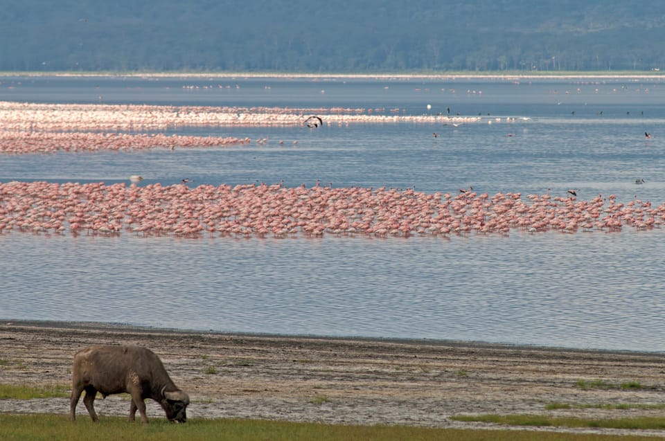 Safari guiado de día completo por el Parque Nacional del Lago Nakuru ...