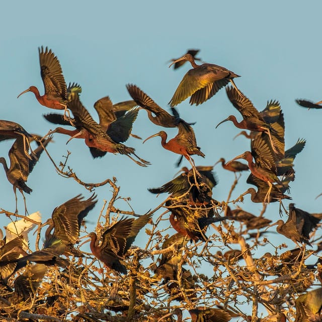 Valada do Ribatejo: Tejo River Boat Trip | GetYourGuide