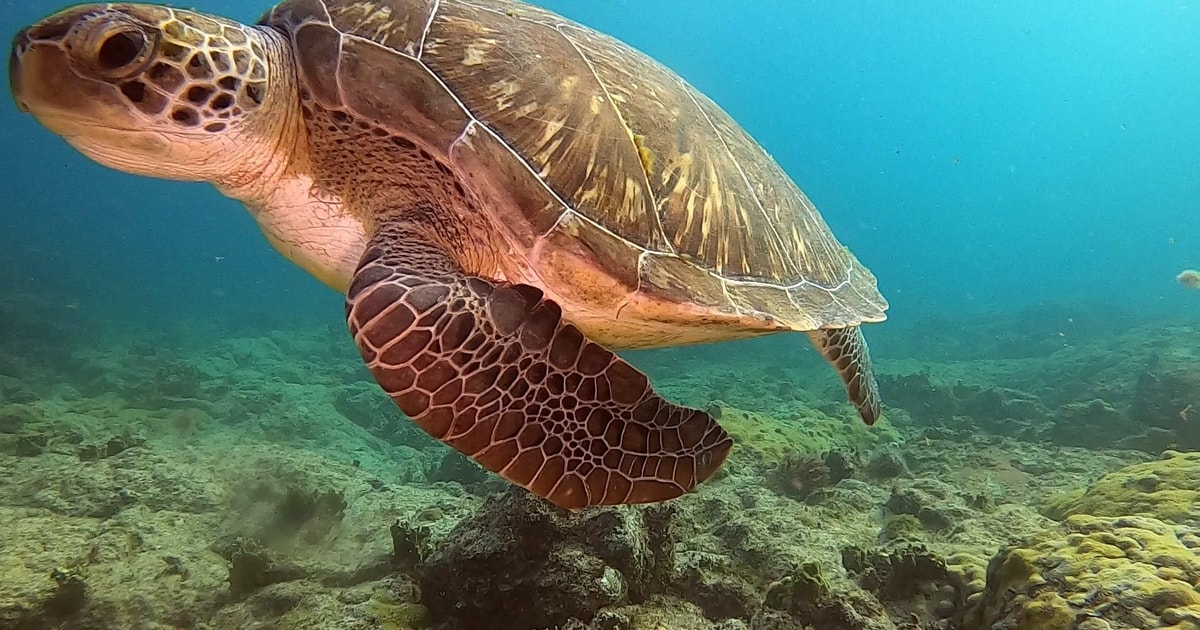 Short Snorkeling Trip | GetYourGuide