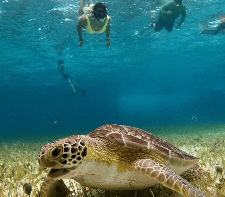The Cozumel Turtle Sanctuary Snorkel Tour | GetYourGuide