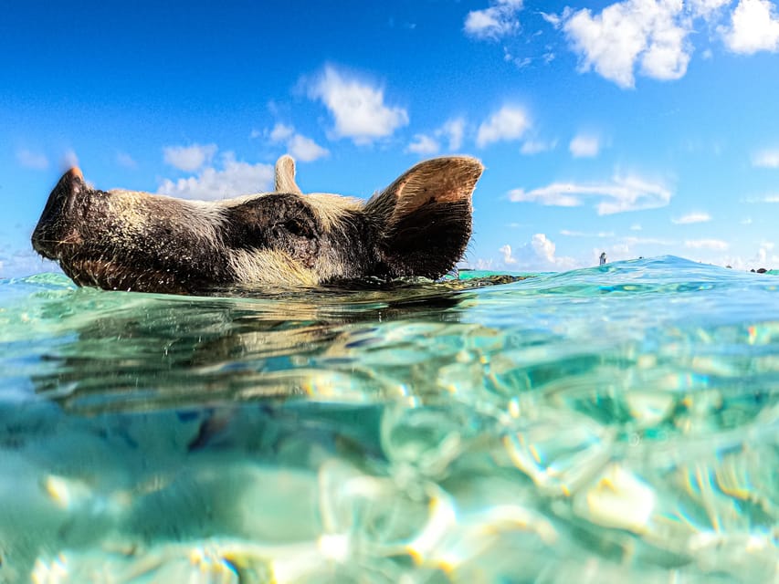 Excursión en grupo a la Isla Rosa de Pigs Beach | GetYourGuide
