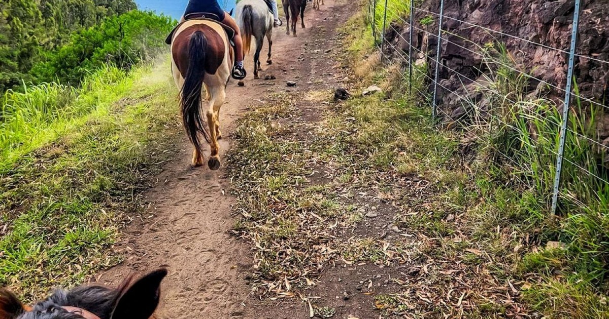 Oahu: Sunshine Horseback Ride in the Wai’anae Mountains | GetYourGuide