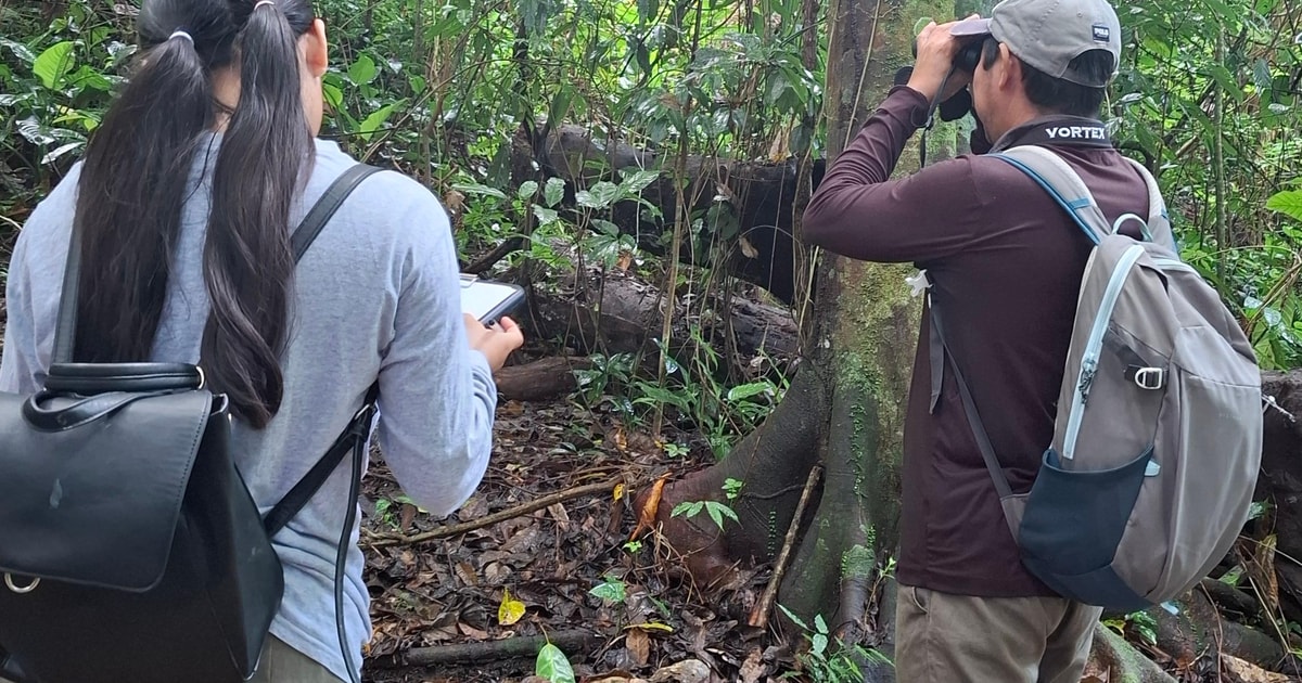 Guided walking tour in the jungle of Palenque (Palenque National Park ...