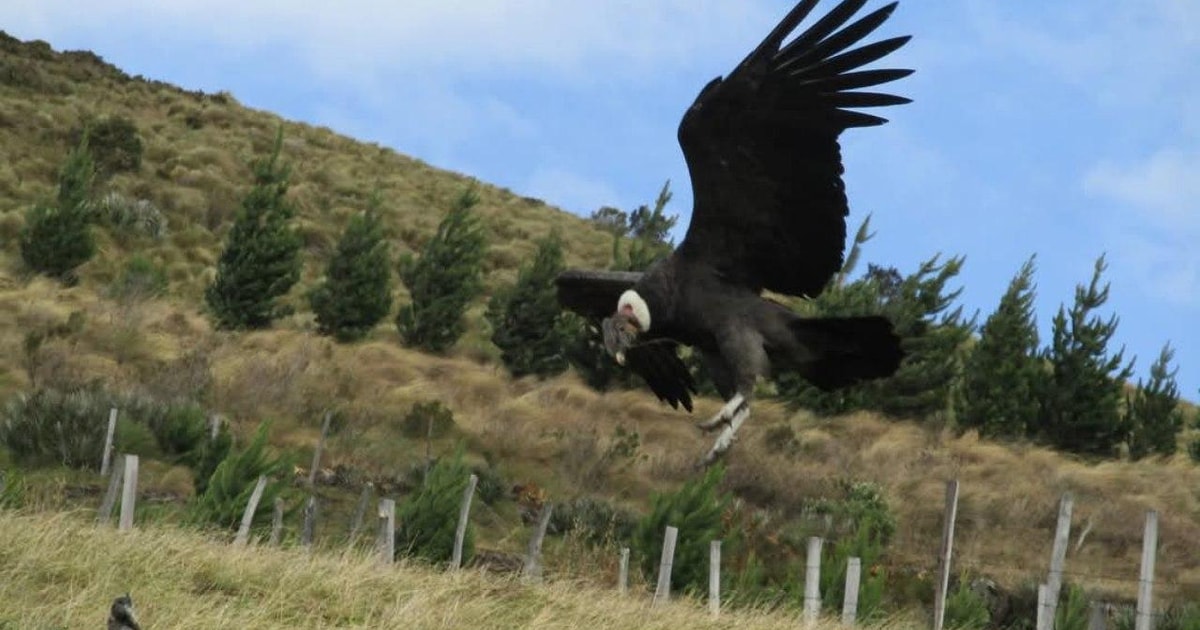 Antisana Tour from Quito: Condors & Andean Scenery | GetYourGuide