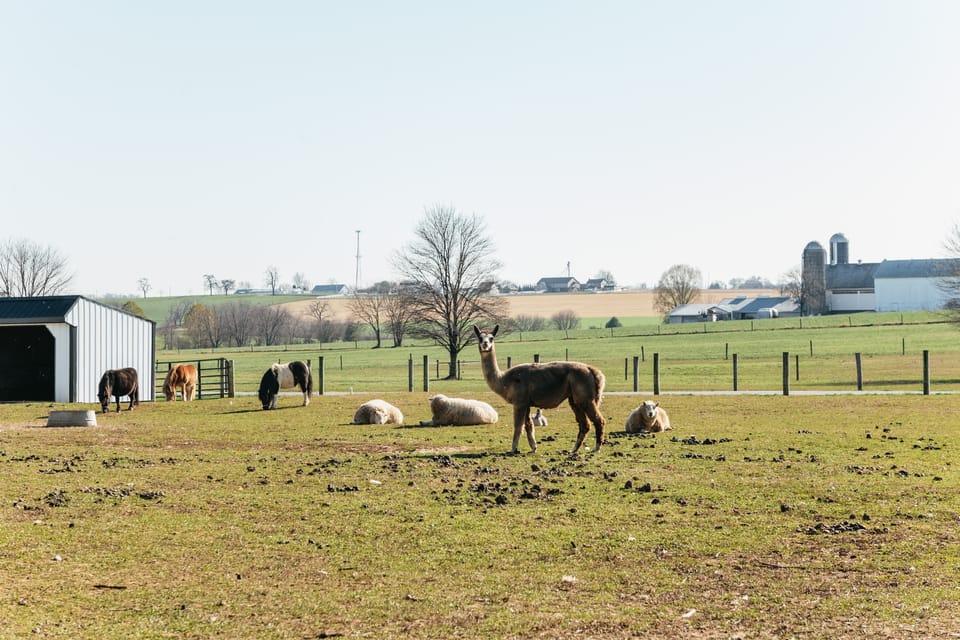 Lancaster: Amish Film, House, and Farmland Experience | GetYourGuide