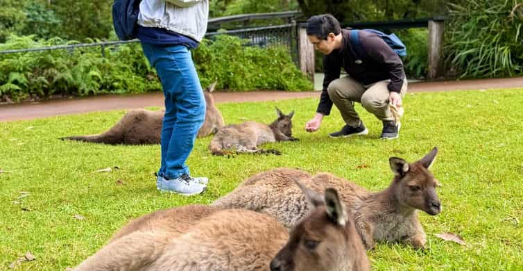 Baby Animals, Boomerangs & BBQ Lunch | GetYourGuide