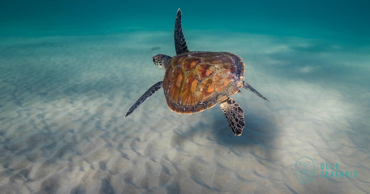 Guldkysten: Snorkel med skildpadder | GetYourGuide
