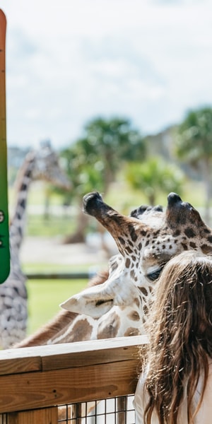 Orlando: Drive-Thru Safari Park at Wild Florida | GetYourGuide
