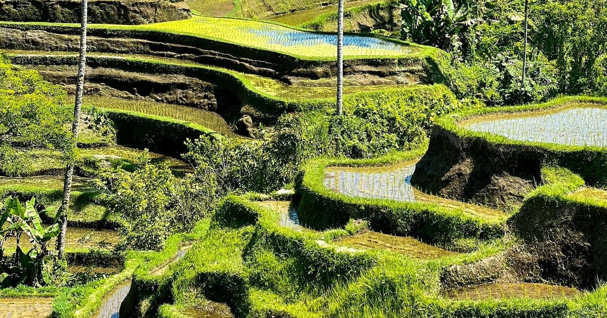 UBUD: One day private tour, waterfall, rice terraces, swing | GetYourGuide