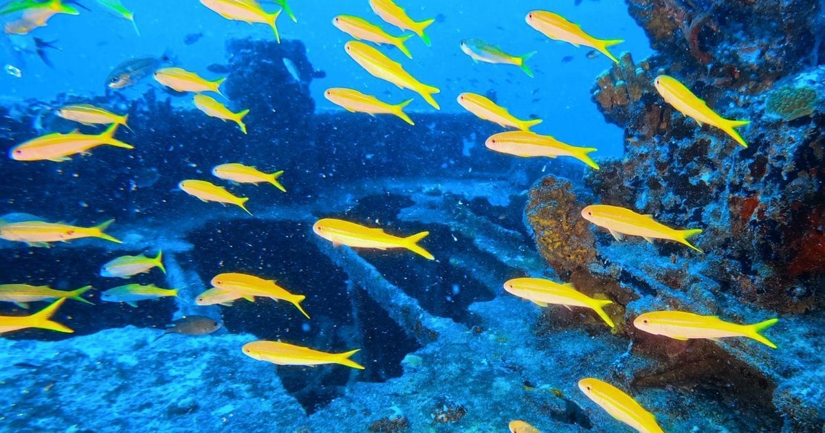 Anguilla – PADI Discover Scuba (Einführung ins Tauchen) | GetYourGuide