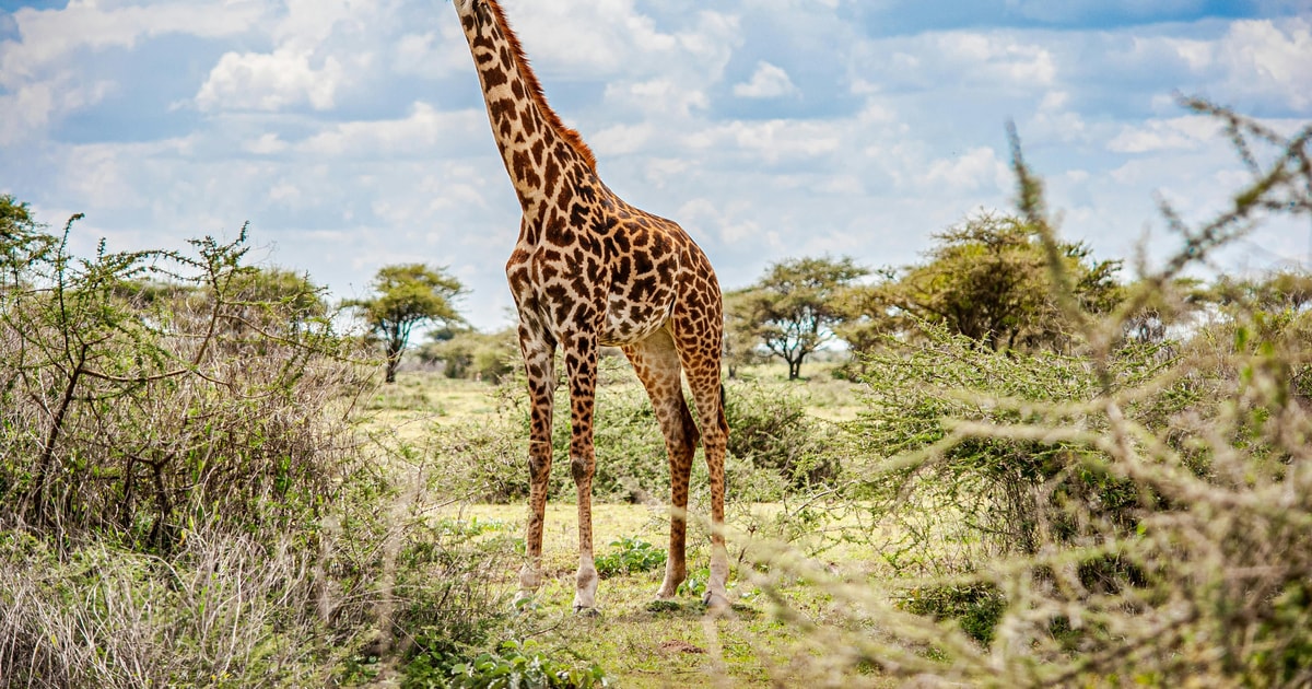 Arusza: 3-dniowe safari w Tarangire, nad jeziorem Manyara i w ...