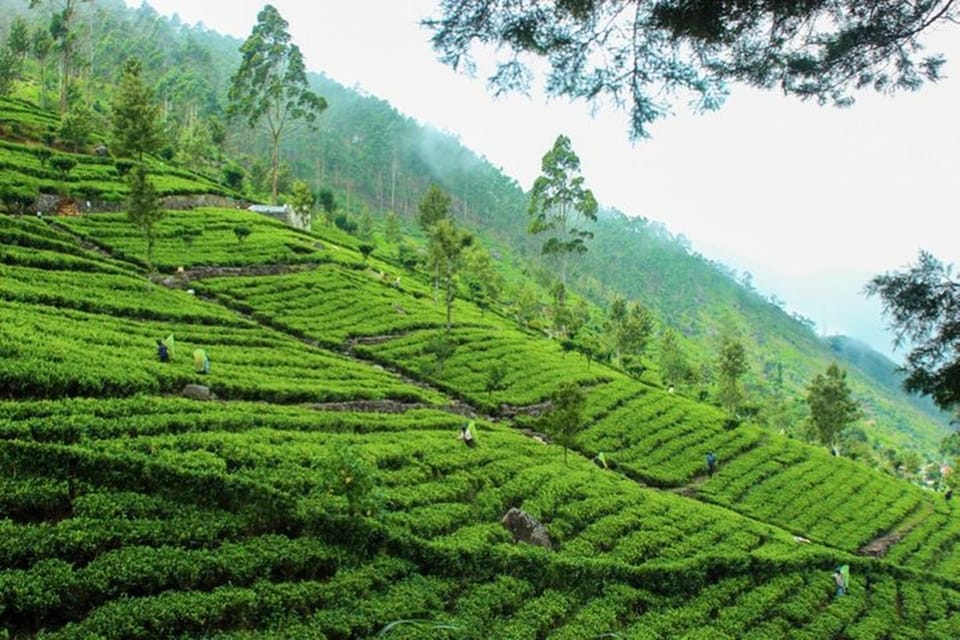 Lipton's Seat and Tea Factory & Tea Plantation Day Tour | GetYourGuide