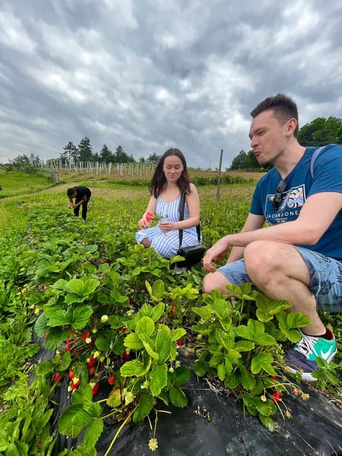 Farm Stay Experience & Dozza - Private Day Tour From Bologna | GetYourGuide