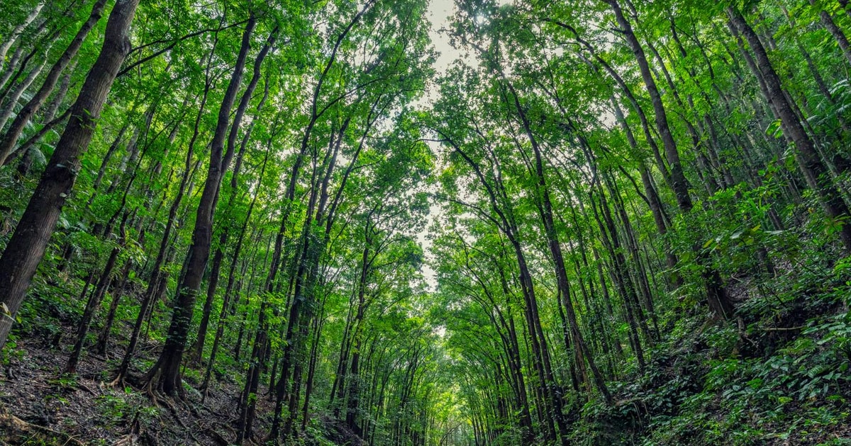 Bohol Country Side Tour - Private | GetYourGuide