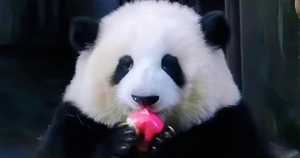 Chengdu Panda Base and Leshan Giant Buddha One-Day Tour | GetYourGuide