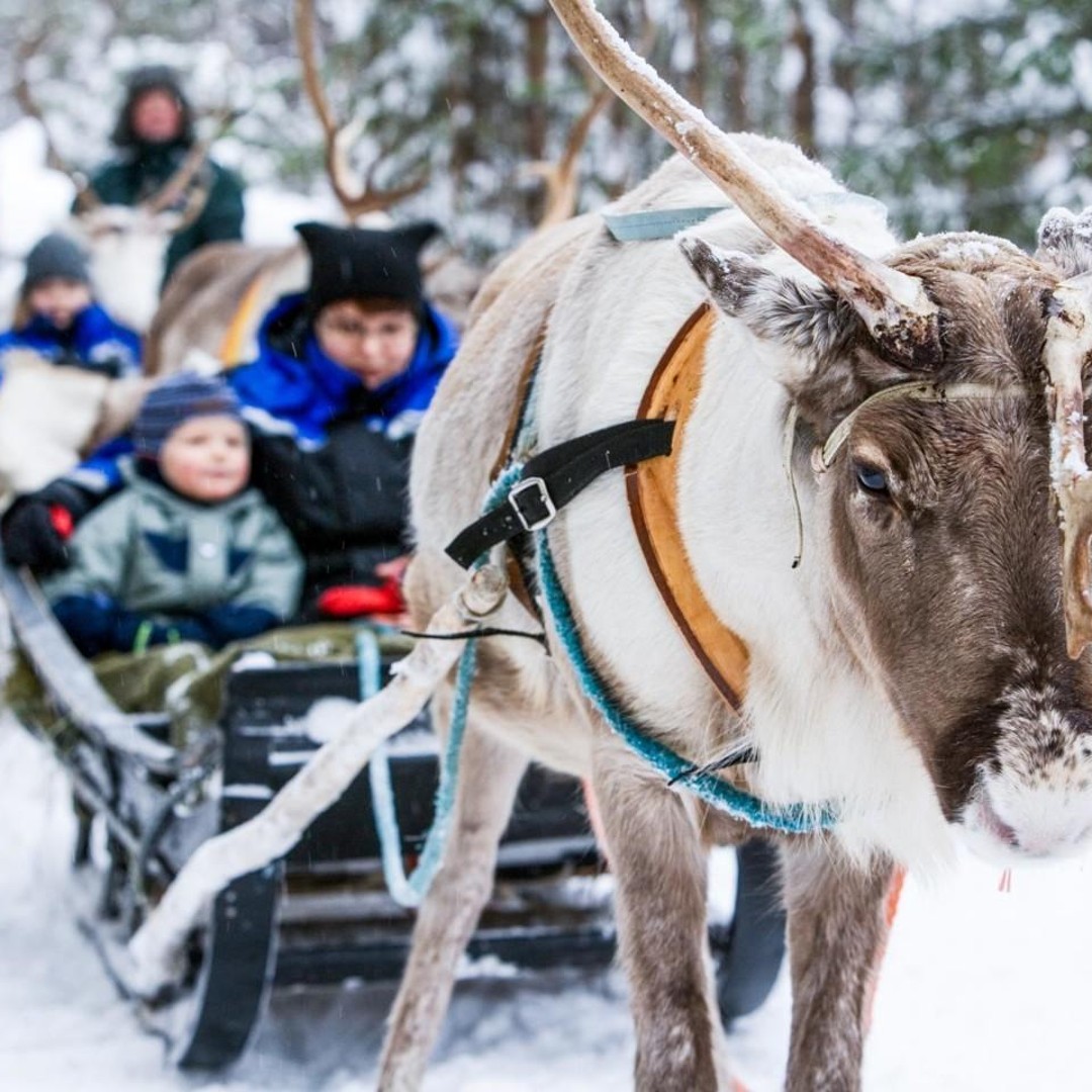 Rovaniemi: Traditional Reindeer Dish Cooking Class | GetYourGuide
