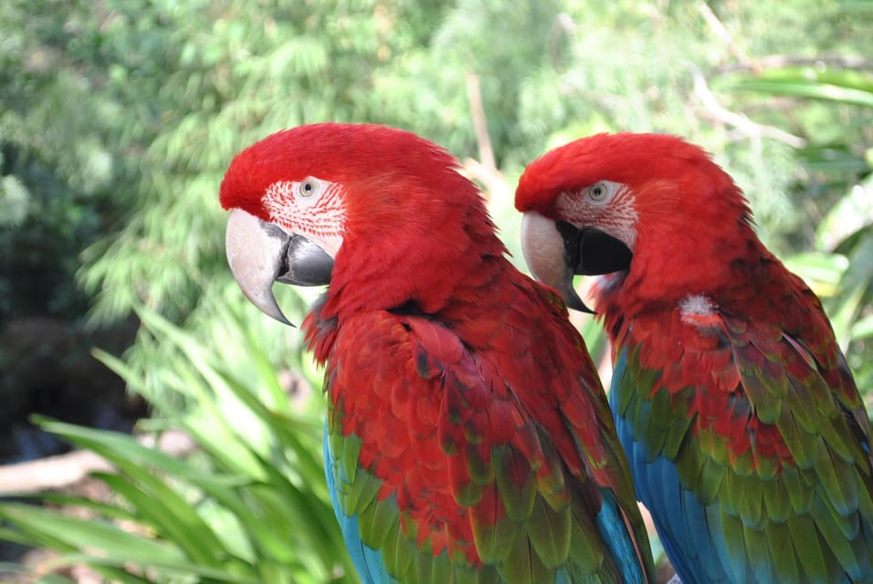 Buenos Aires: Temaiken Biopark Official Tickets | GetYourGuide