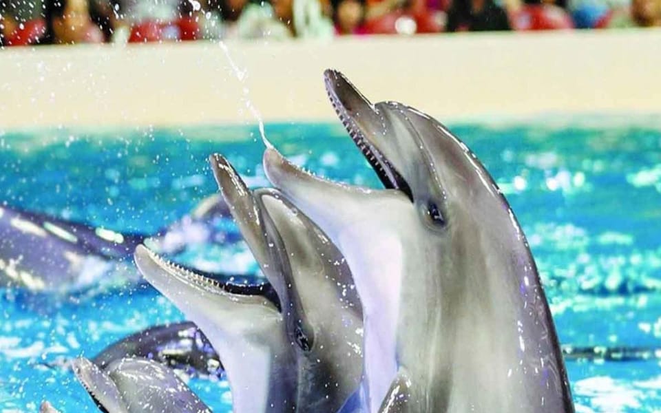 Desde Belek: Espectáculo de delfines con traslados | GetYourGuide