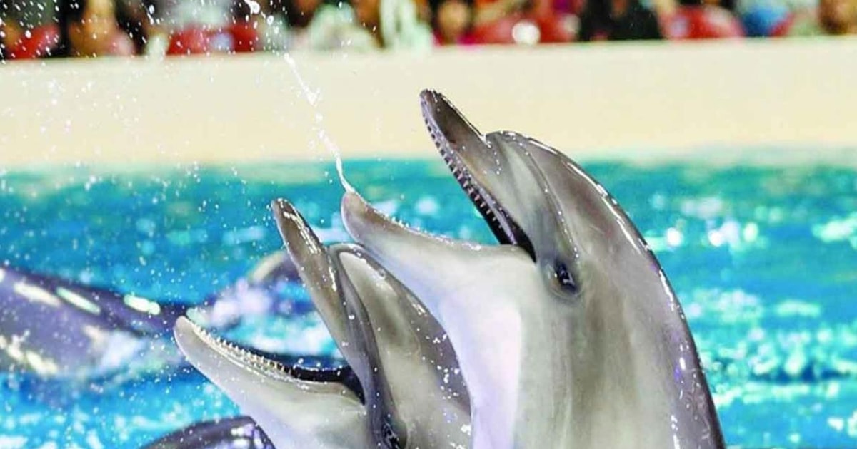 Vanuit Belek: Dolfijnenshow met transfers | GetYourGuide