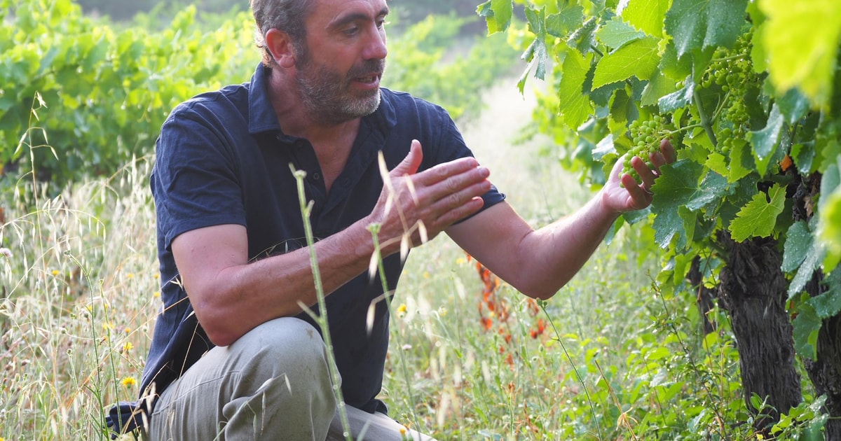 Luberon: guided tour of wine estates with an oenologist, half day ...