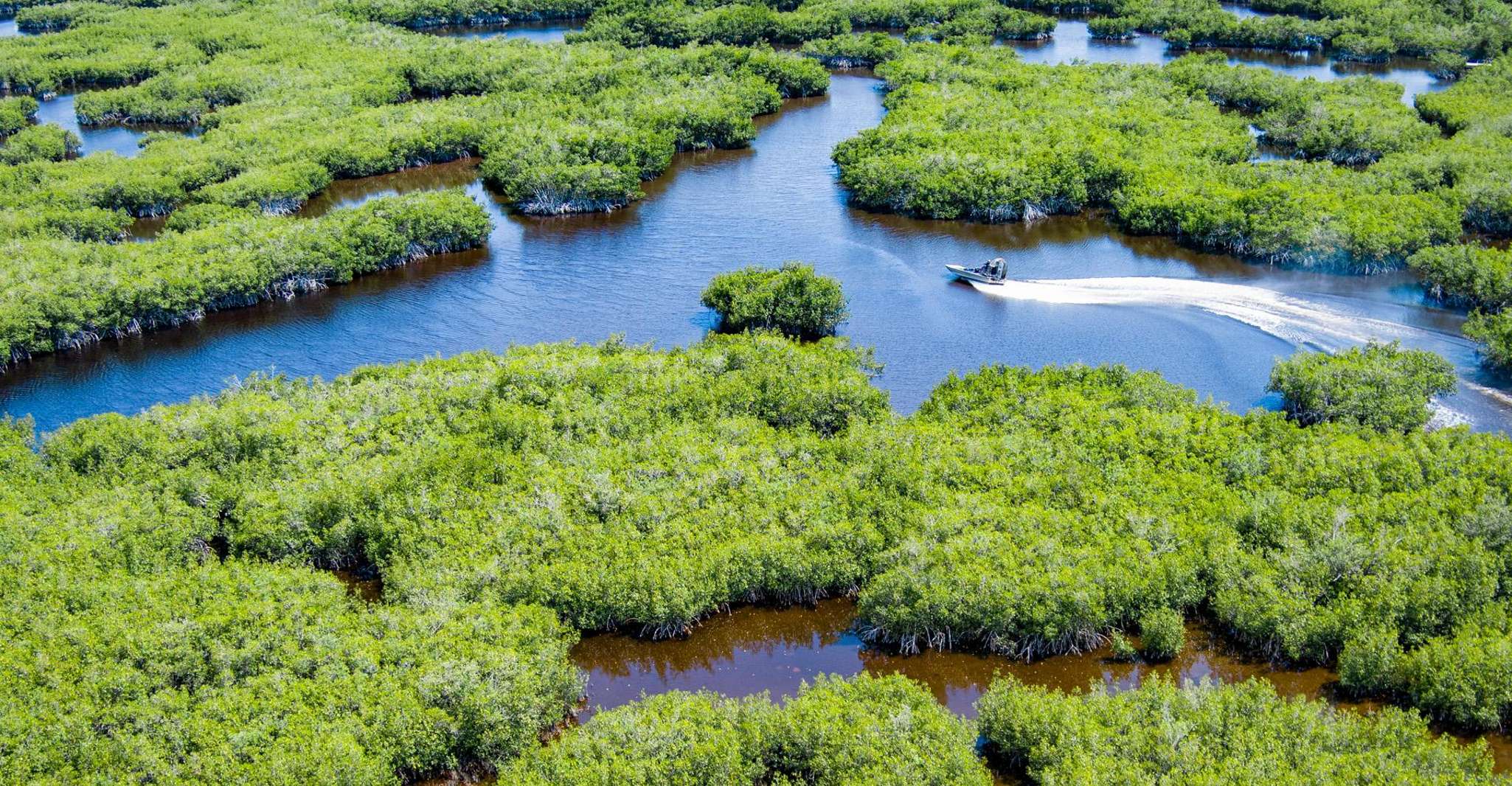 Everglades, Mangrove Maze Airboat Tour and Boardwalk | Water Activity ...