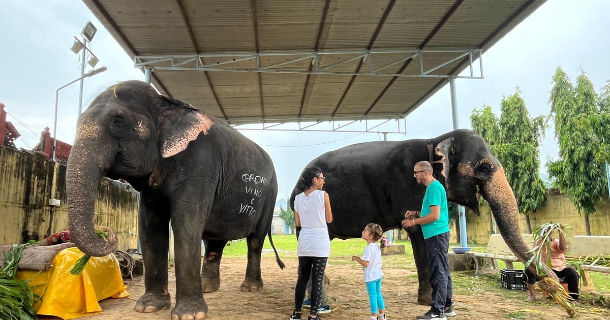 Jaipur City Tour & Elephant Sanctuary | GetYourGuide