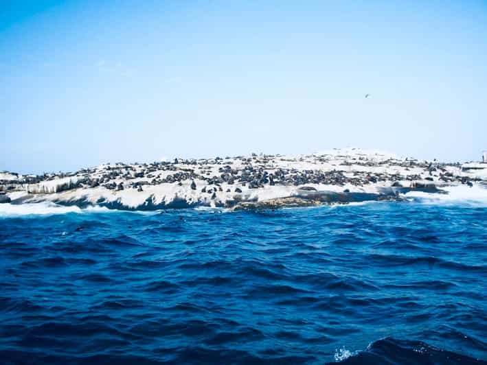 Ciudad del Cabo: Santuario de Aves, Isla de las Focas y Cata de Vinos ...