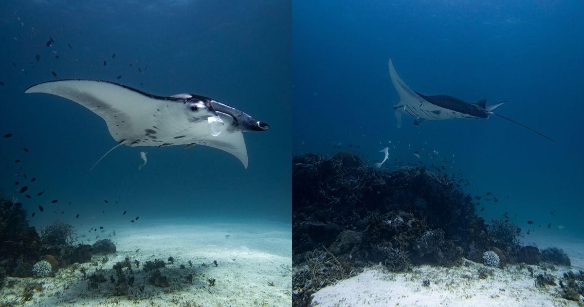 El Nido: Manta-Rochen-Taucherlebnis in Sibaltan | GetYourGuide