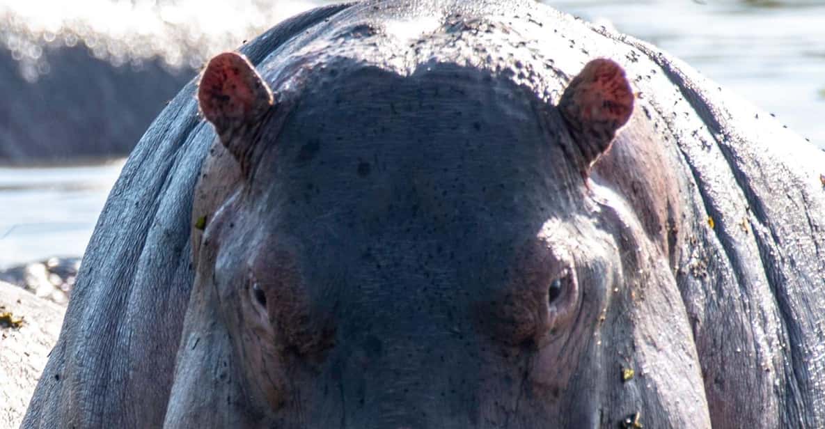 Explore The World's 2-Days Ngorongoro Crater Safari | GetYourGuide