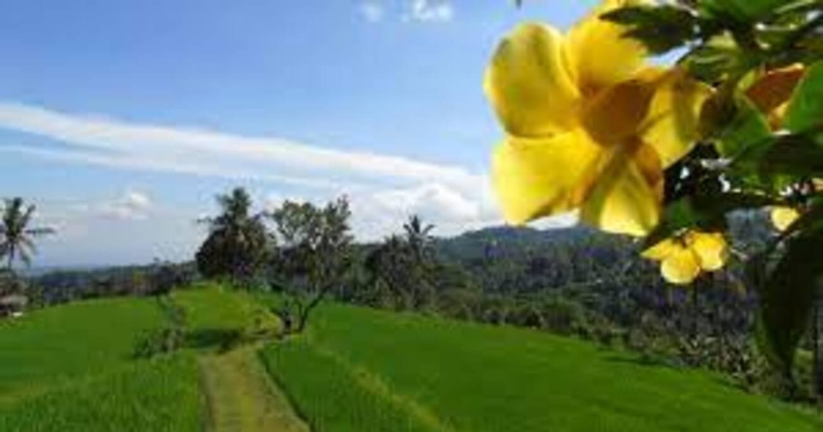 Bali: Hill Side Lemukih Treeking with Amazing view | GetYourGuide
