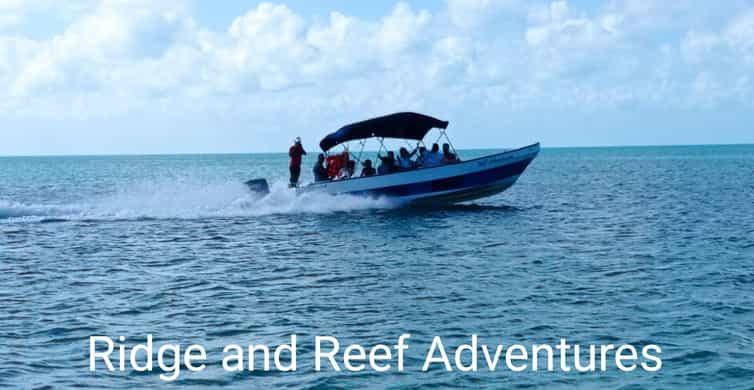 The BEST Hol Chan Marine Reserve Shark diving 2023 - FREE Cancellation ...
