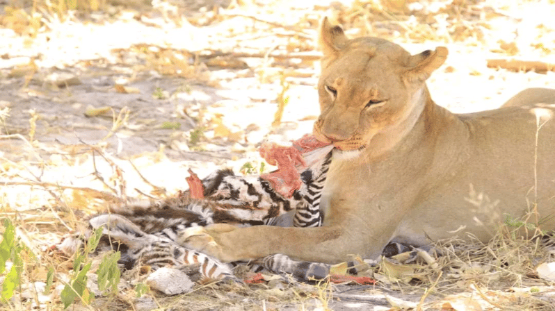 Reserva de Caza de Moremi: Excursión de un día | GetYourGuide